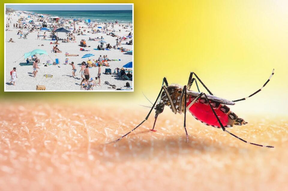 Dengue fever cases rising in popular spring break locations: CDC ...
