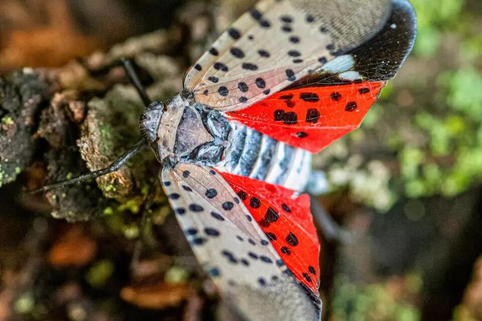 Spotted Lanternflies Hatching in New England So Kill Them Fast When You ...