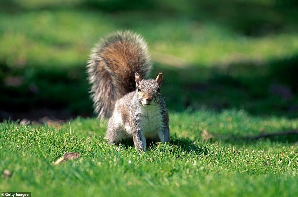 Neon squirrels are spotted in Connecticut - NewsBreak