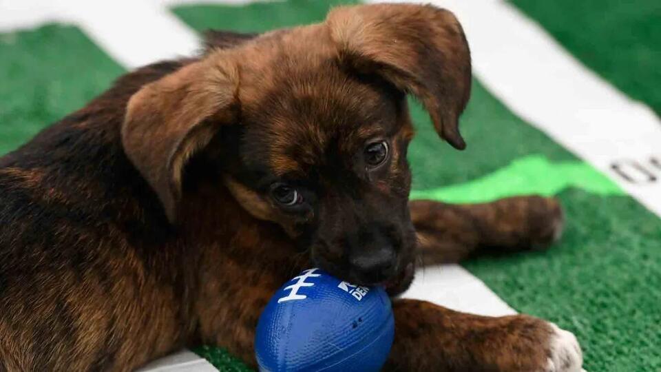 How to watch the Puppy Bowl. What you need to know about the Super Bowl ...