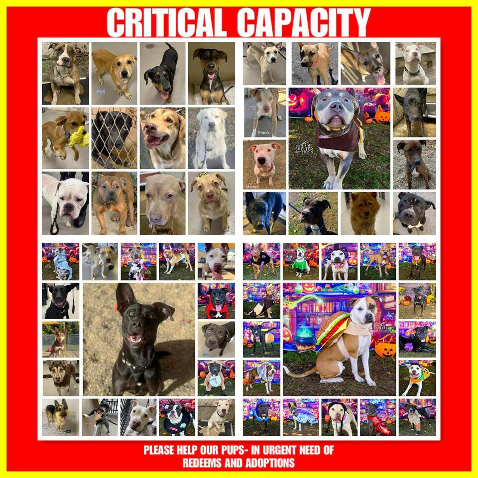 Stark County dog shelter desperately ‘beyond maximum capacity’ - NewsBreak