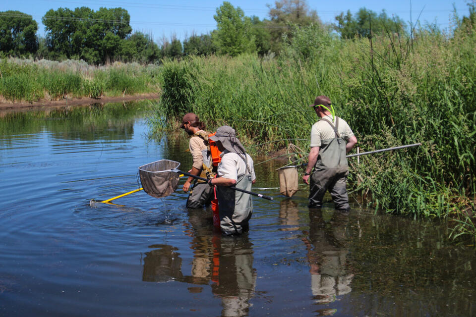 Threatened June sucker population improving as state continues ...