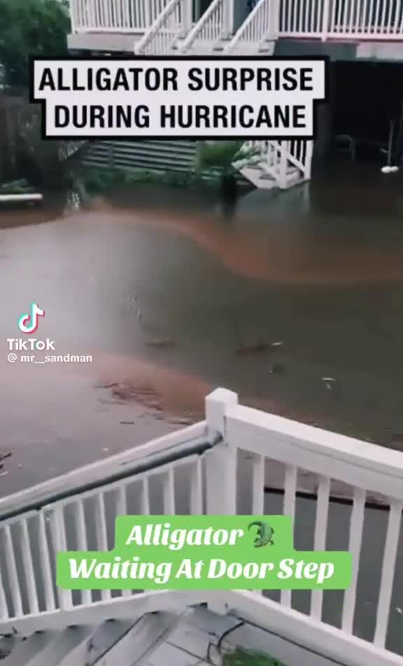 Alligators in the water after Hurricane Helene. - NewsBreak