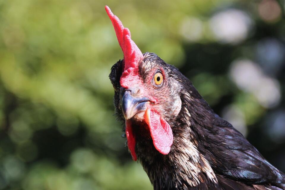 Texas hen breaks record as world’s oldest at 14 - NewsBreak