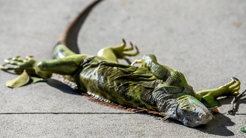 Frozen Iguanas In Florida Are Getting Cooked & Turned Into ‘Iguana ...