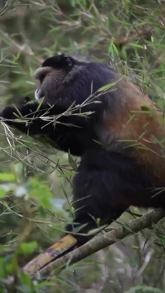 Dive into the enchanting world of golden monkeys with Adventure in the ...