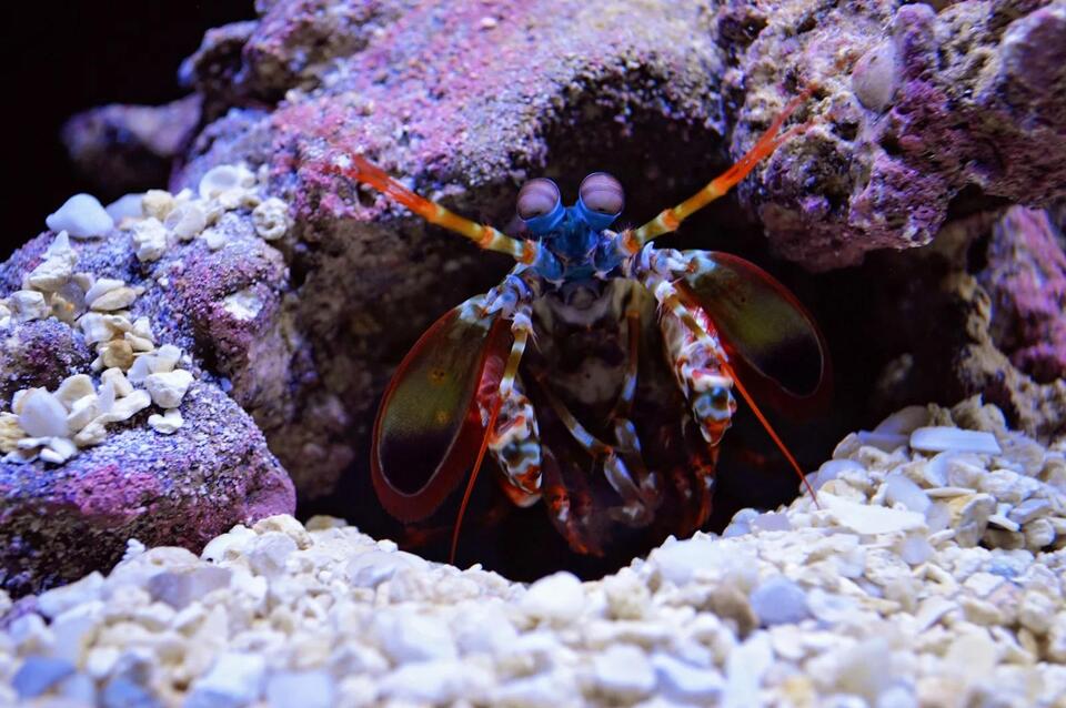 How the Mantis Shrimp’s Vision Can Teach Us About Color Perception ...