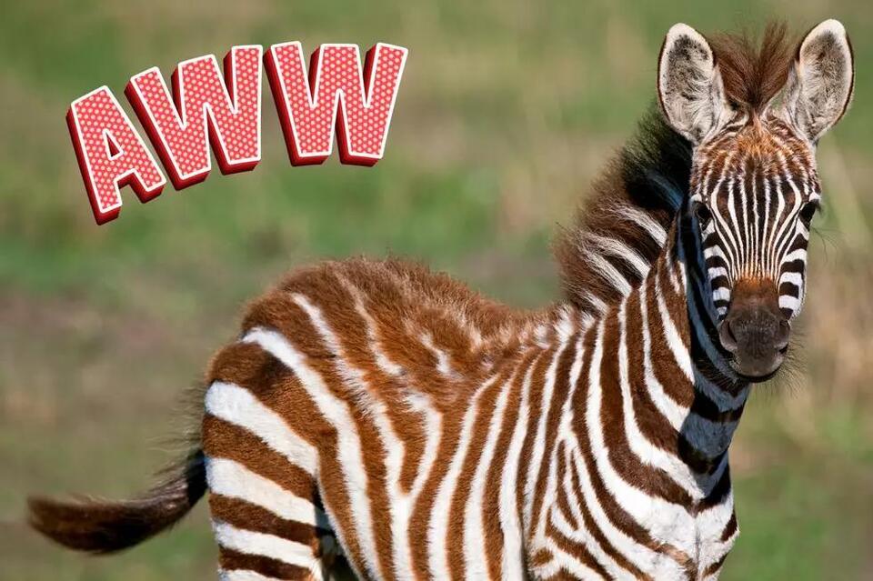 You can help name these adorable baby zebras for NJ zoo - NewsBreak