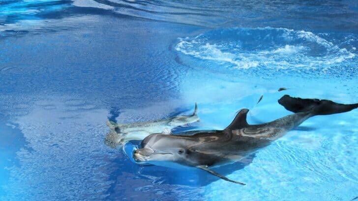 The Truth About Dolphin Friendships Across Generations - NewsBreak