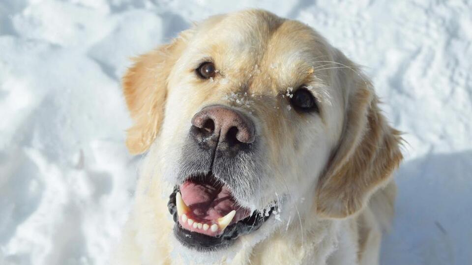 Golden Retriever's Pure Awe Over Seeing Snow for First Time Has People ...