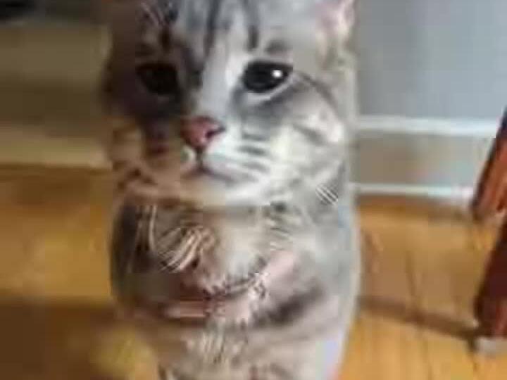 cute CH (cerebella hypoplasia) kitten! there's no pain and it's due to ...