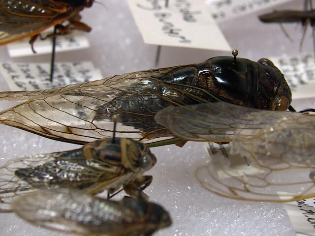 Prepare for a cicada invasion: What you need to know before they swarm ...