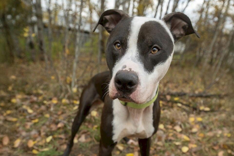 Meet Ghost, The Playful Pup Waiting For A Forever Home - NewsBreak