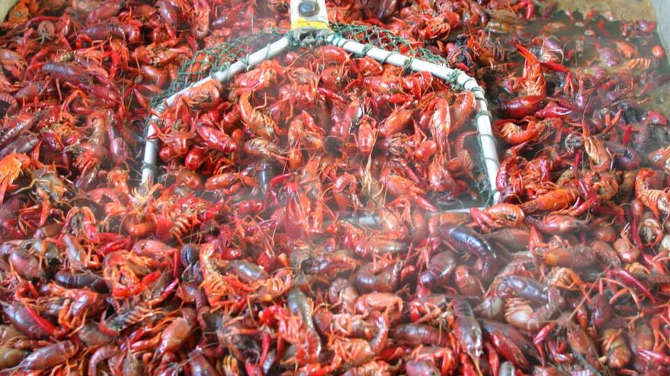National Crawfish Day: Where to go for crawfish, deals in Houston ...