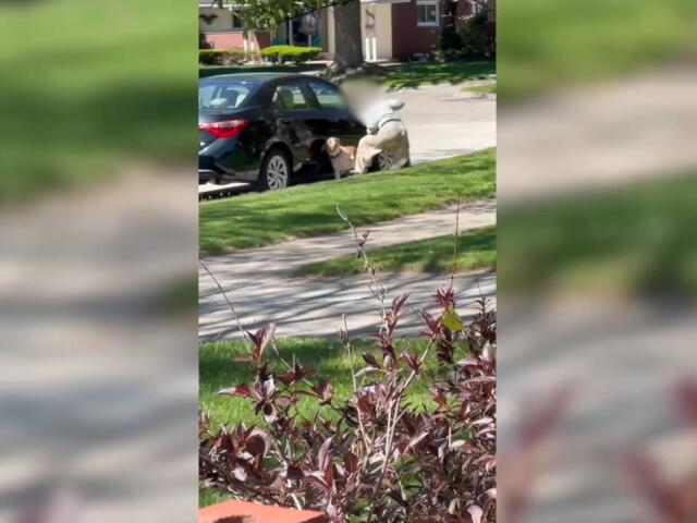 Pet sitter caught on video allegedly abusing dog, sparking ...