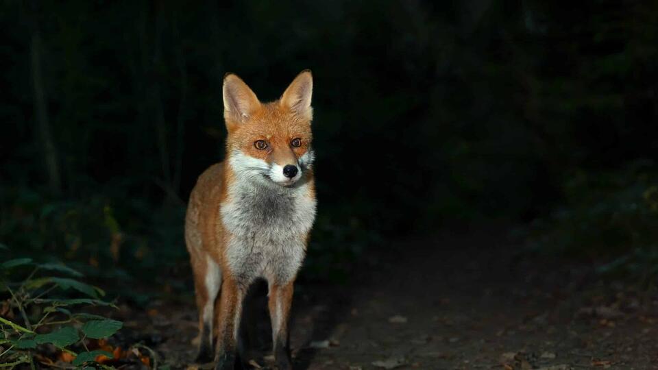 Foxes in Indiana: Types and Where They Live - NewsBreak