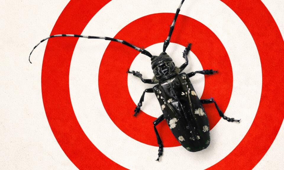 Chicago Illinois Nature Alert: Kill-On-Sight Beetle Threatens Trees ...