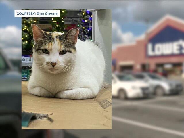 'Exciting update' in search for Richmond's beloved Lowe's cat Francine ...