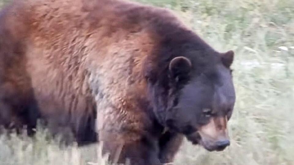 Two hikers mauled in possible grizzly attack at Yellowstone – another ...