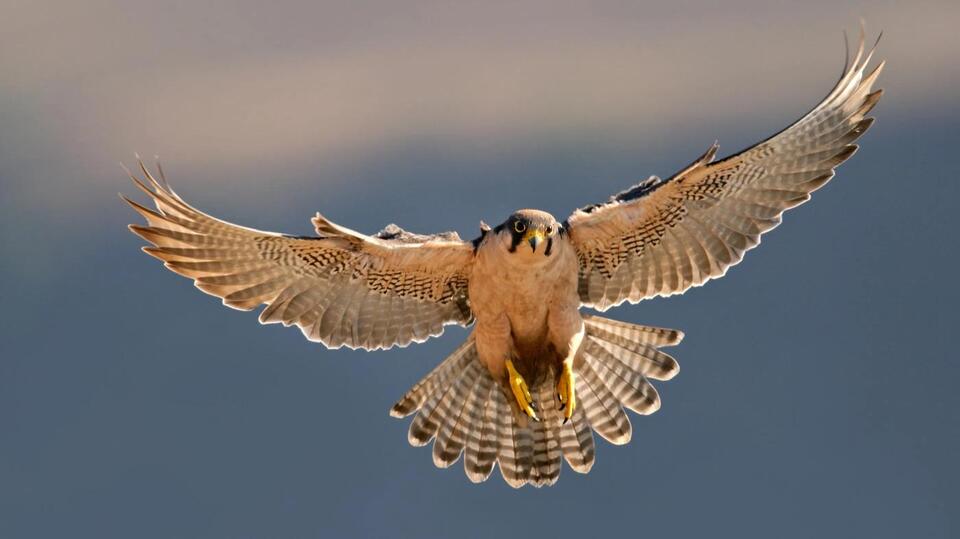 The Raptor Center to release three raptors back into the wild Saturday ...