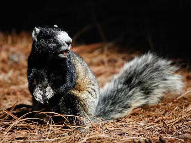 U.S. Open 2024: Min Woo Lee confronts Pinehurst fox squirrel, lives to ...