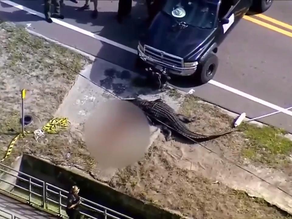Body camera footage released in vicious alligator attack that killed a ...