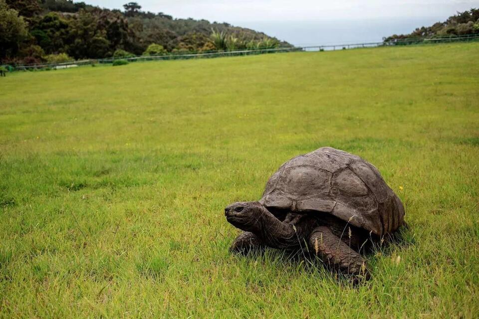 Fact Check: Is Jonathan - the tortoise a century older than Houston's ...