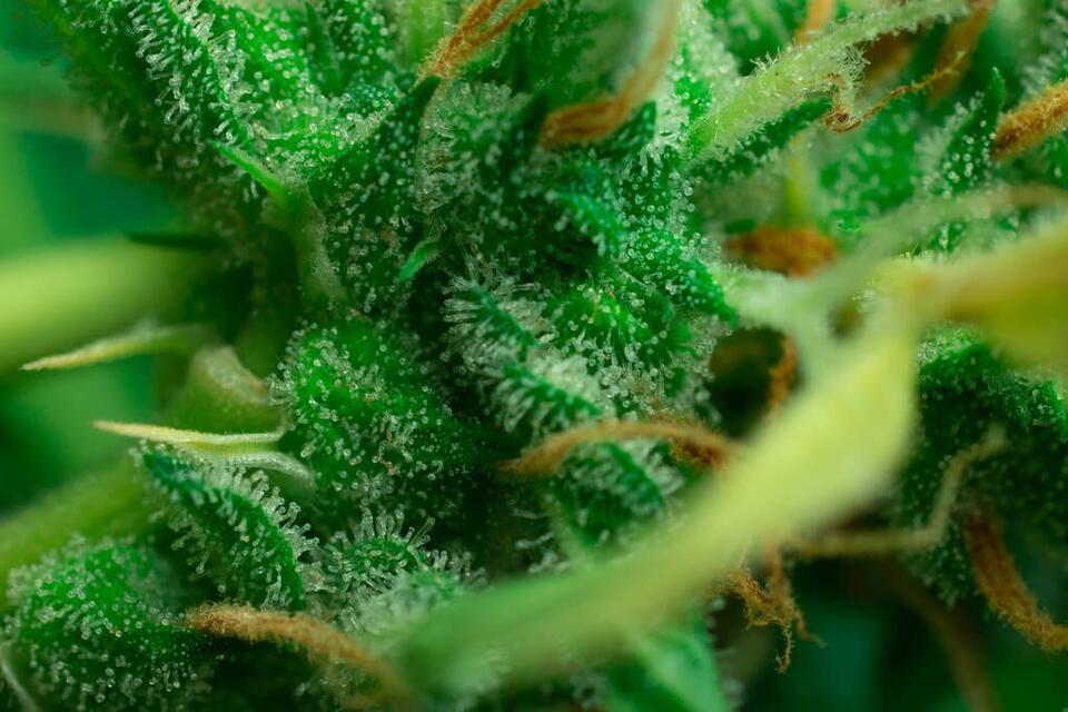 Hawaii Lawmakers Introduce Bipartisan Bill to Put Recreational ... Hawaii Lawmakers Introduce Bipartisan Bill to Put Recreational ...