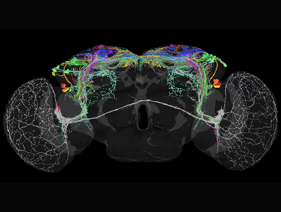 First detailed map of fruit fly brain links to human ‘master’ clock ...