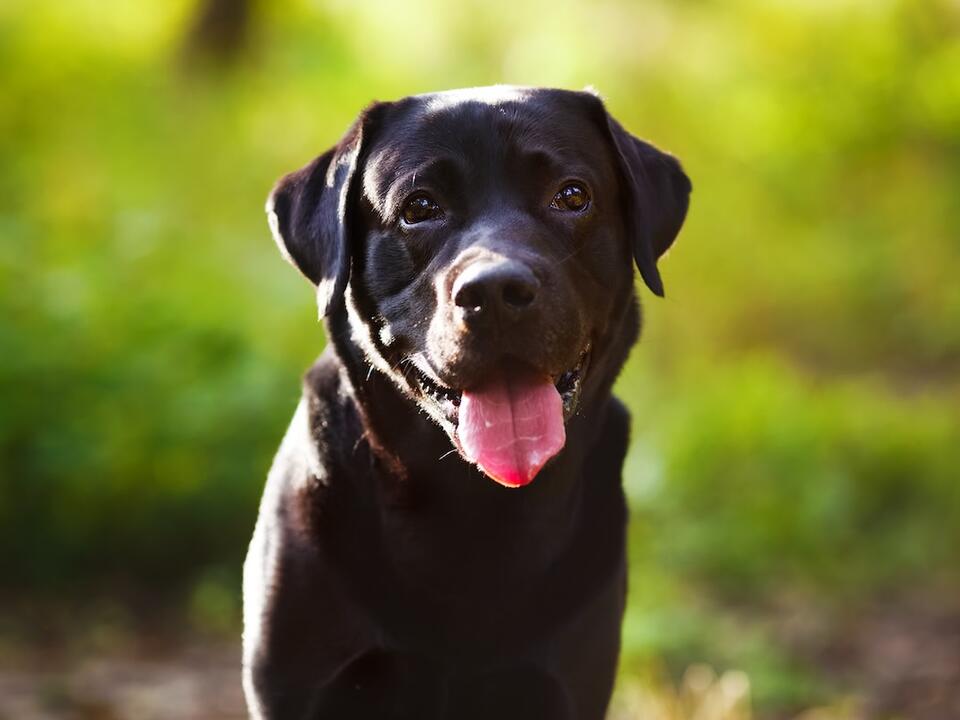 Special Needs Labrador's Adorable Attempt to Keep Up with Friends Is So ...