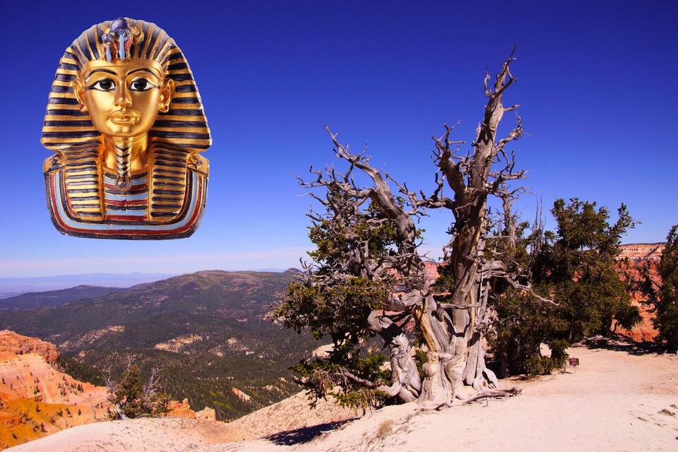 Astonishing 4500 Year Old Tree Found In Utah Park - NewsBreak