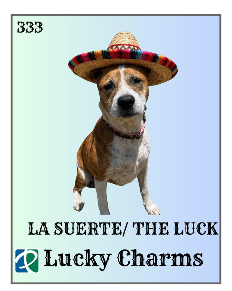 Lucky Charms Seeking Adoption at Pflugerville Shelter - NewsBreak