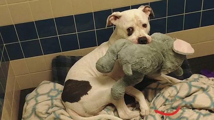 Dog Who Was Almost Euthanized Wouldn’t Stop Hugging His Favorite ...