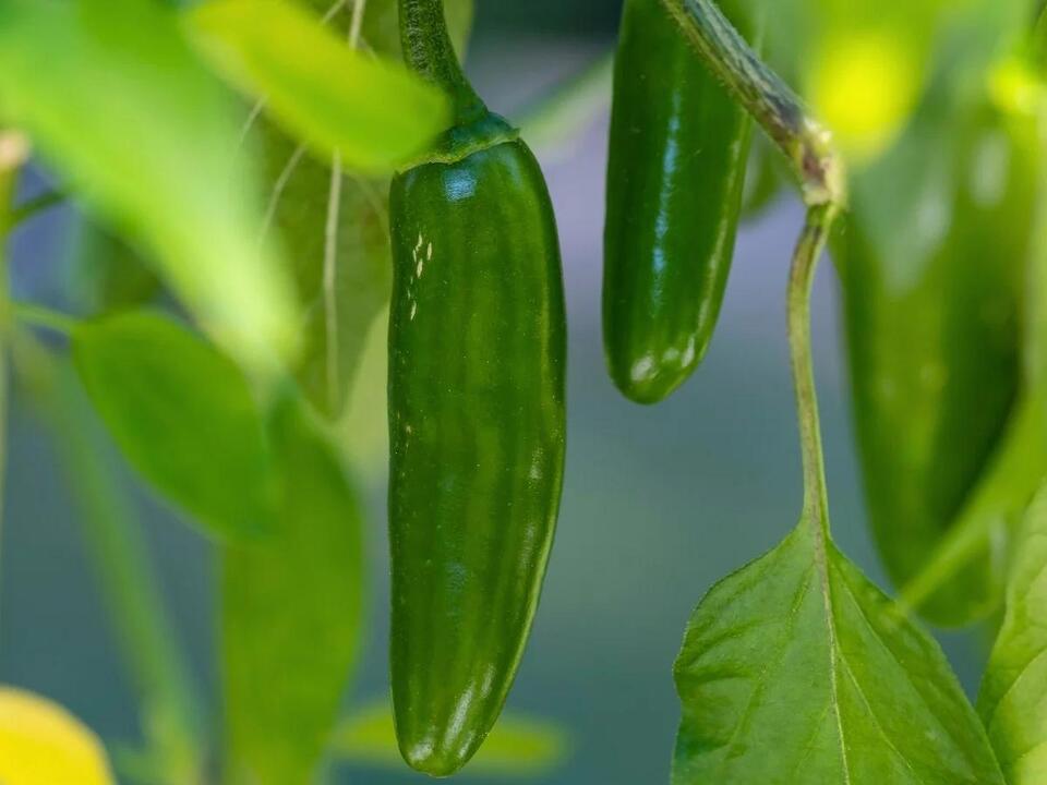How to Plant, Grow, and Care for Serrano Peppers