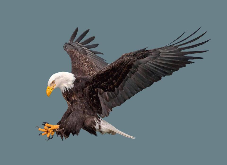 See a Bald Eagle Soar Down and Slap a Massive Grizzly Bear Directly In ...