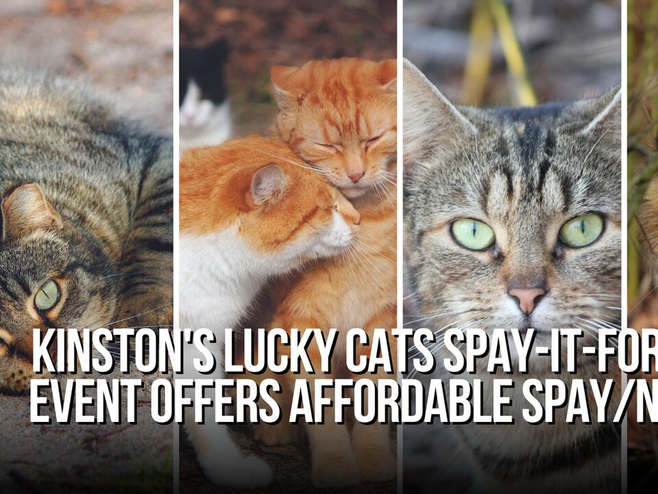 Kinston's Lucky Cats Spay-It-Forward event offers affordable spay/neuter