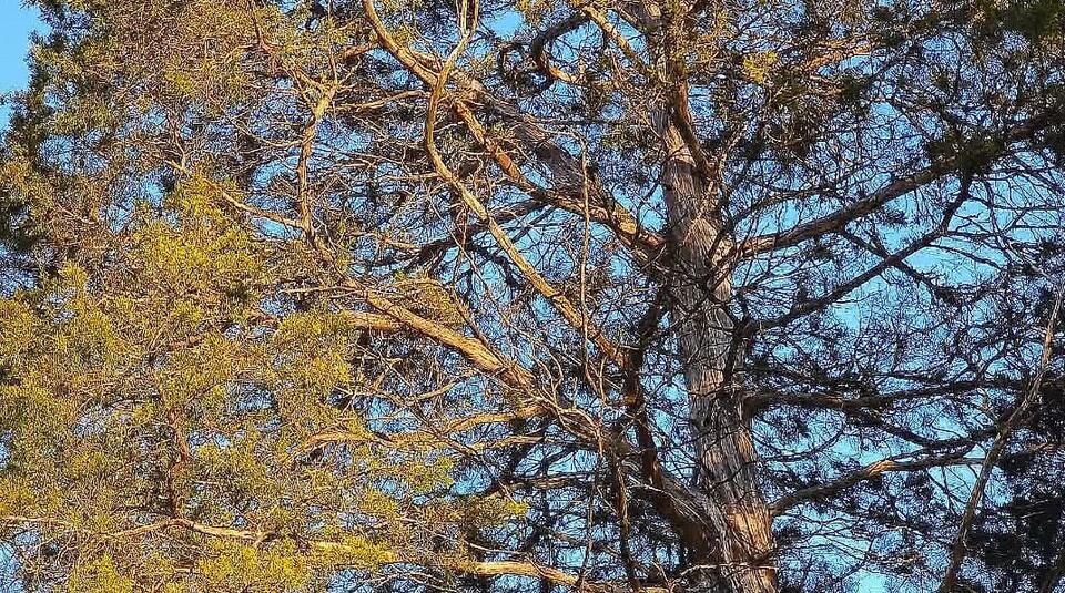 Annual Great Backyard Bird Count begins - NewsBreak