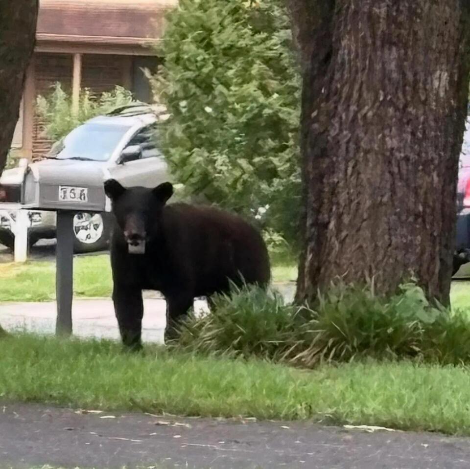 Young bear ambling about Herndon; police say give him space - NewsBreak