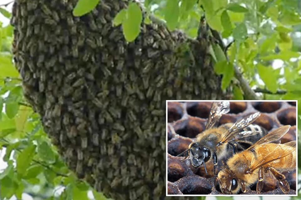 Invasive swarm of killer bees put millions in Southeast on alert after ...