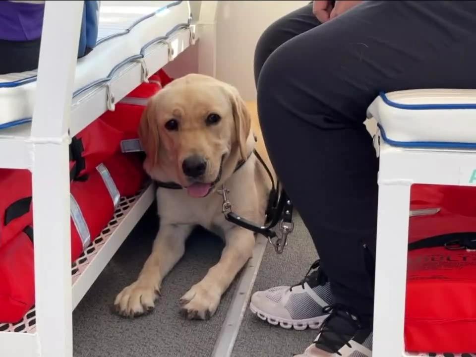 Guide dogs get a ferry ride to Anna Maria island as part of their training