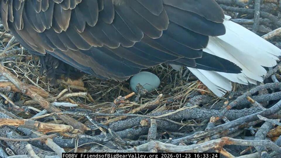 Jackie and Shadow welcome first egg of 2026 in Big Bear - NewsBreak