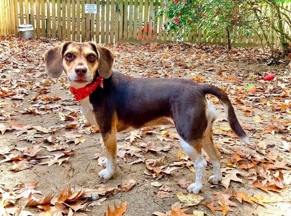 Start 2025 with a new loyal companion: Many adoptable dogs ready for a ...