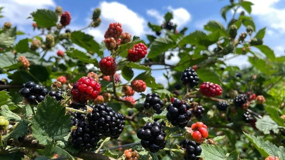 Fresh blackberry season arrives at Joe’s Farm this week - NewsBreak