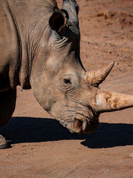 Most Endangered Species Of Animal - NewsBreak