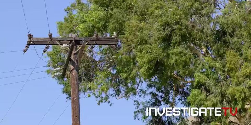 How to determine if tree trimming near power lines is your ...