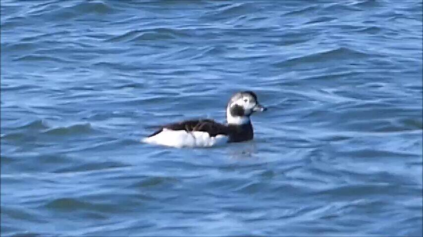 Long-tailed Duck at Bush Terminal Piers Park today. Video by Gus Keri ...