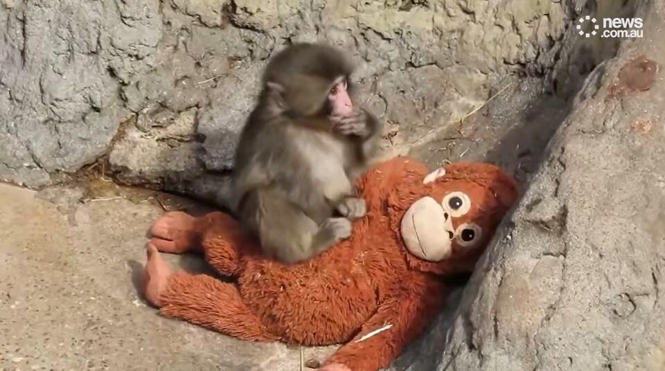 Punch the Monkey Inspires Question: Can You Own an Emotional Support ...