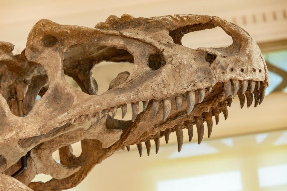 How Scientists Reconstruct a Dinosaur From a Single Tooth - NewsBreak