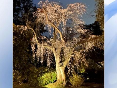 Century-old weeping cherry tree holds unique history in Wake Forest