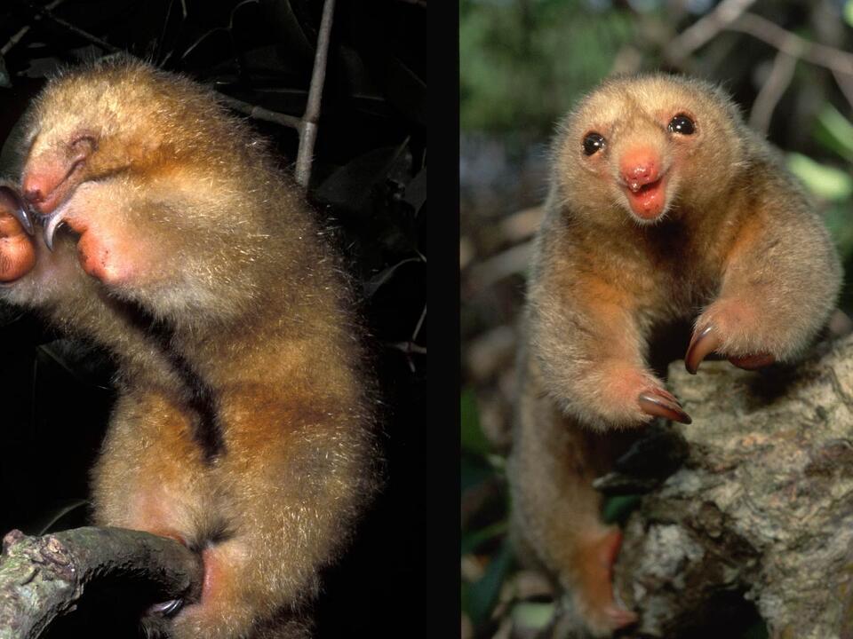 Silky anteater: The tiny, boxing ball of fur